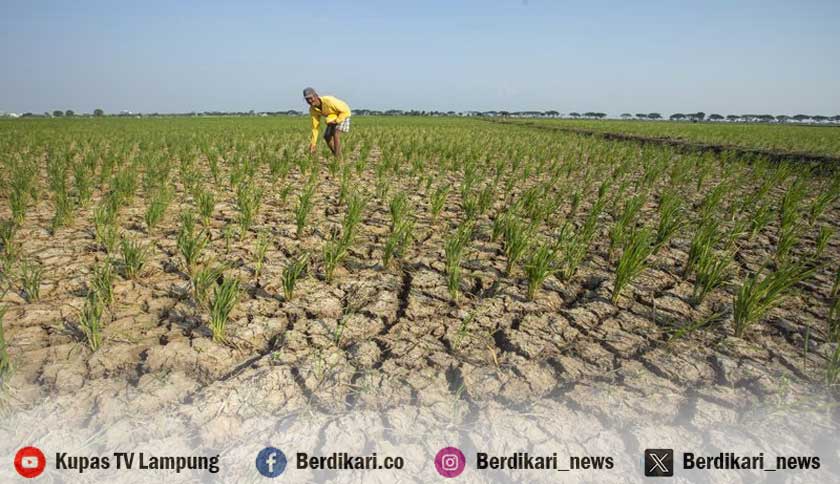 Berdikari - Gagal Panen, Petani di Lampung Bakal Terima Ganti Rugi 8 Juta Per Hektar