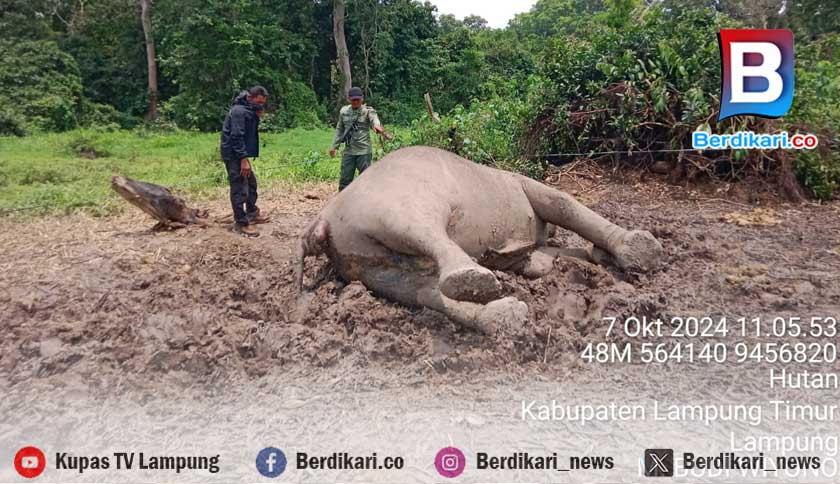 Berdikari - Gajah Betina Ditemukan Mati di Taman Nasional Way Kambas