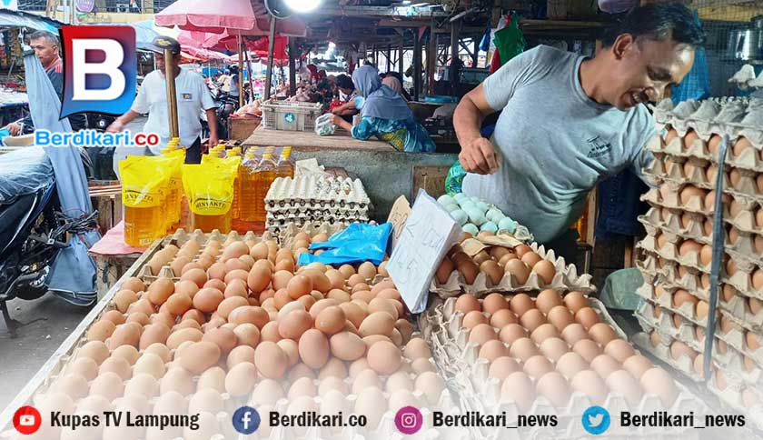 Berdikari - Harga Telur Ayam di Bandar Lampung Naik Rp 33.000 per Kg, Ini Penyebabnya