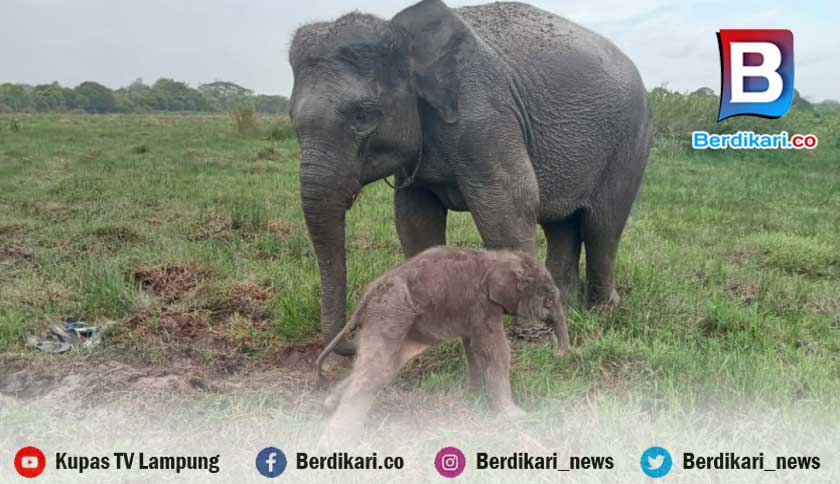 Berdikari - Selama November, Dua Bayi Gajah Lahir di Taman Nasional Way Kambas