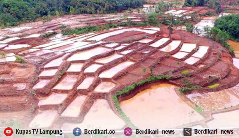 Berdikari - Tiga Daerah di Lampung Diusulkan Cetak Sawah Baru 8000 Hektar Tahun Depan